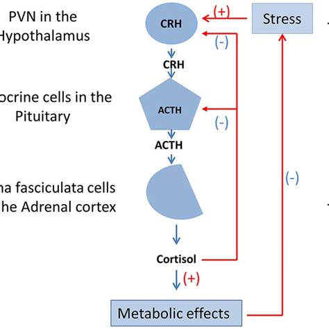 Function And Mutual Adjustment Of HPA Axis The HPA Axis Contains Download Scientific Diagram