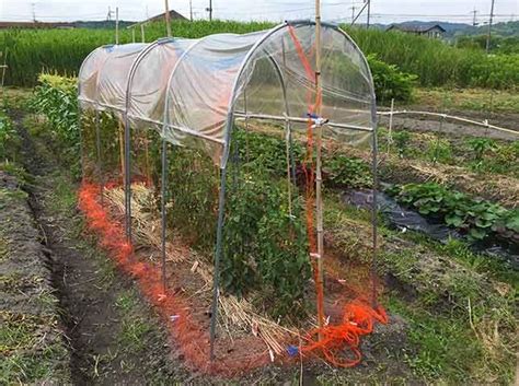 トマト・ミニトマトの栽培方法・育て方のコツ やまむファーム 家庭菜園 プランター 野菜のガーデン 栽培