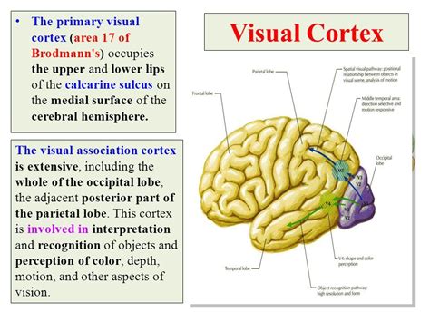visual cortex