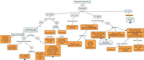 Bacteria Diagnostic Algorithm Anaerobes