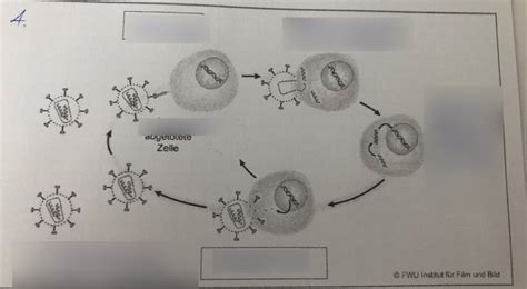Naturkunde Vermehrungszyklus Hiv Virus Diagram Quizlet