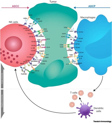 Reimagining Antibody Dependent Cellular Cytotoxicity In Cancer The