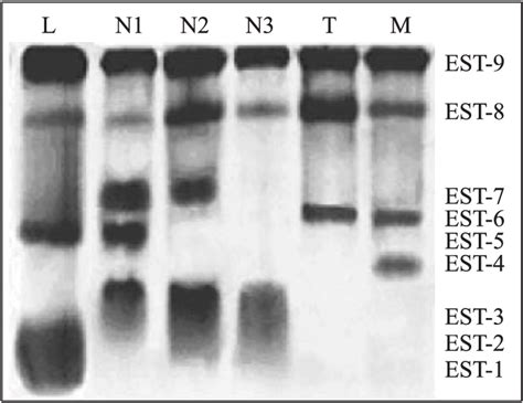 Esterase Pattern During The Postembryonic Development Of Rhipicephalus Download Scientific