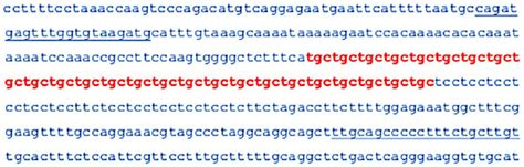 Dna Sequence Surrounding The Trinucleotide Repeat In The Intron Of The