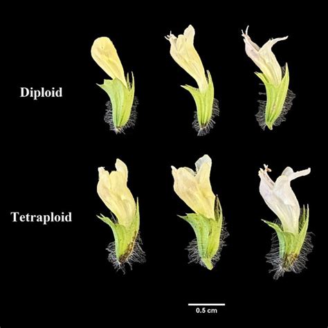 Comparison Of Floral Characteristics Between Mother Diploid And Induced