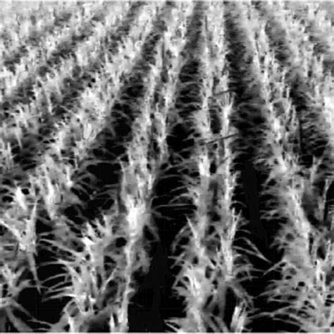 Grayscale Image After Improved Super Greening Algorithm Download Scientific Diagram