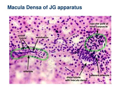 Ppt Organs Of The Urinary System Powerpoint Presentation Free