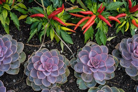 칠리 고추의 일종과 바이올렛 공장 가까이 산업 농업 부케 디자인 건강한 생활방식에 대한 스톡 사진 및 기타 이미지 건강한 생활방식 건강한 식생활 검은색 Istock