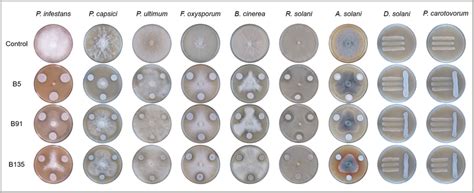 Representative Plates Showing The Growth Of Different Pathogens When Download Scientific
