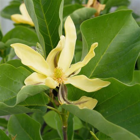 Magnolie 'Yellow River' - Magnolia