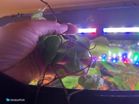 Brazilian Pennywort Hydrocotyle Leucocephala Aquarium Care