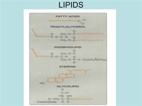 Lipids Chemistry Structure Function More Detailed PPT Chemistry Science