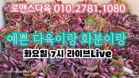 번개라방 💕 똘똘한 다육이 And 예쁜 화분 맛집 ~라방해요 💕로맨스다육 01027811080 Youtube