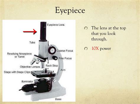 Ppt The Microscope Powerpoint Presentation Free Download Id 2129026