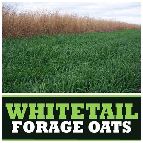 Rwwp Whitetail Forage Oats Extreme Custom Food Plots Llc