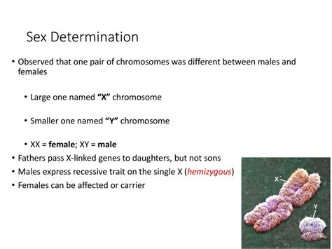Mendel And The Gene Idea Ppt Download
