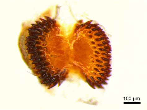 This Average Looking Butterfly Has An Insane Sex Life