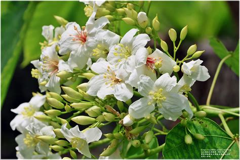 大女孩的花間情事 拍攝：2025 04 13 花蓮林務局南華工作站 Facebook