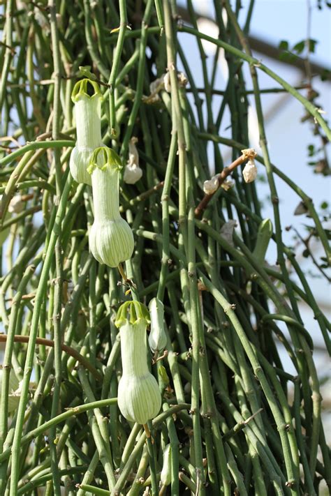 Ceropegia Ampliata
