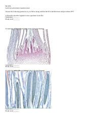 Lab Inlab Activity Question Sheet ONLINE Docx Bio L Lab In Lab Activity Question Sheet