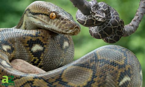 These Massive Pythons Are The Worlds Largest A Z Animals Slideshows