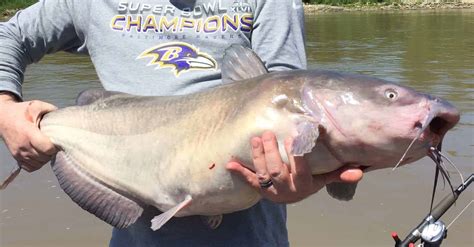 Red River Catfish World Class Fisheries Anglingbuzz