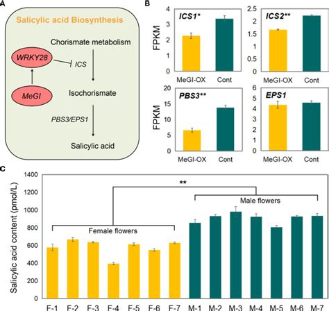 项目文章 Chip Seq、dap Seq和全转录组联合分析探究油柿megi转录因子的调控机制 知乎