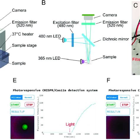 Construction Of A Compact Photocontrolled Crispr Cas12a Detection Download Scientific Diagram