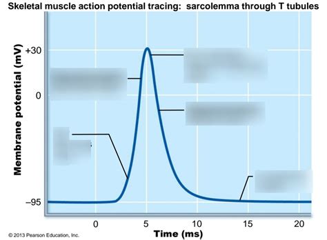 Ch 10 Lab Skeletal Muscle Action Potential Tracing Labeling Diagram Quizlet