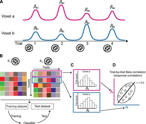 Representational Geometries Reveal Differential Effects Of Response Correlations On Population