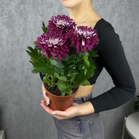 Цветы в горшке живые — купить по низкой цене на Яндекс Маркете