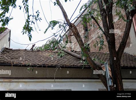 Tile Roof Damaged By A Fallen Tree Roof Damage From Tree That Fell