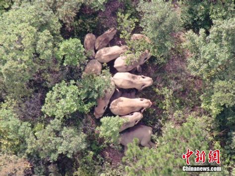 云南北移象群向东北方迂回移动凤凰网山东凤凰网