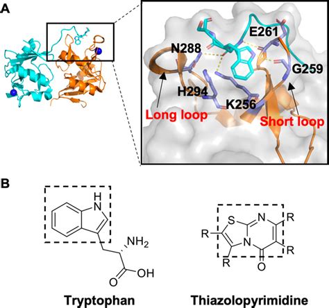Identification Of The Allosteric Binding Site For Thiazolopyrimidine On The C Type Lectin