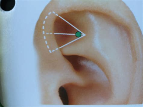 Module 5 Triangular Fossa Flashcards Quizlet
