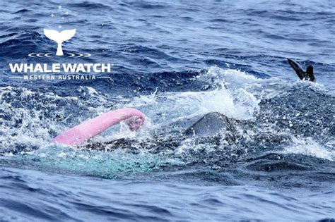 Orca Mating In The Bremer Canyon Whale Watch Western Australia