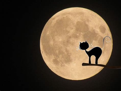 Moon Cat Mystical Free Image On Pixabay