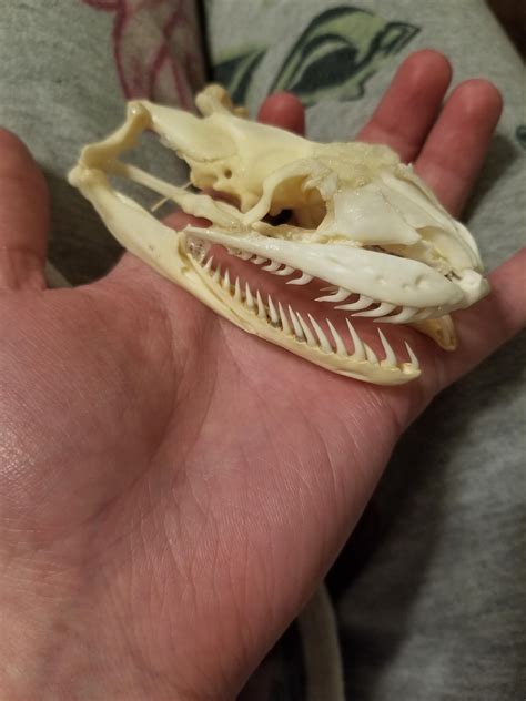 Python Skull