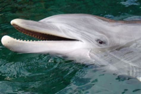 Dolphin Vs Porpoise What Is The Difference Between Dolphins