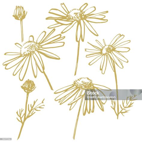 카모마일 또는 데이지 꽃 식물 그림입니다 화장품 의학 치료 아로마 테라피 간호 패키지 디자인 필드 부케에 좋습니다 손으로 그린 야생 건초 꽃입니다 0명에 대한 스톡 벡터