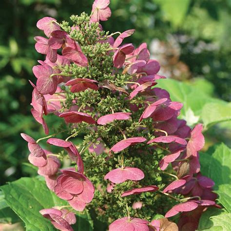 Amethyst Oakleaf Hydrangea Van Wilgens Garden Center