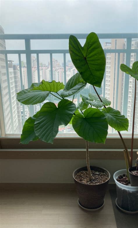 휘커스 움베르타 당근마켓 중고거래