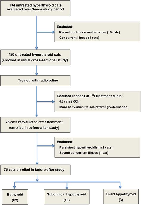 Flowchart For Enrollment Of Hyperthyroid Cats Into Study 1 Download Scientific Diagram Flowchart For Enrollment Of Hyperthyroid Cats Into Study 1 Download Scientific Diagram