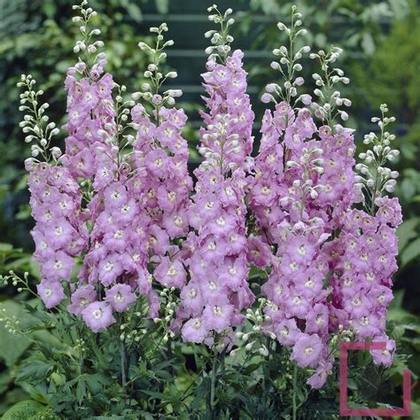 Delphinium Pac Magic F Lilarosa Lilla Rosa Vivai Marche