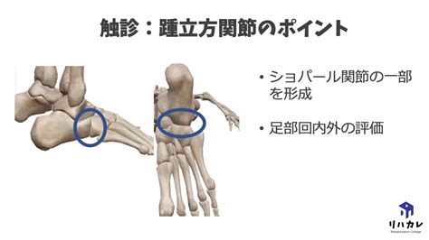 踵立方関節の触診のコツ[骨の触診] Youtube