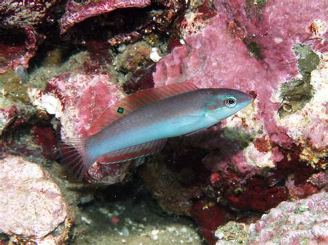 ホンベラ幼魚 写真館 西伊豆田子 シーエッグ ダイバーズ