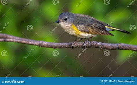 Closeup Of An American Redstart Bird On A Tree Branch During Spring Migration At Magee Marsh
