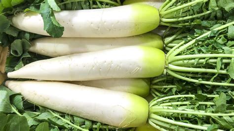 How To Grow Daikon Radish In A Home Vegetable Garden Homes And Gardens