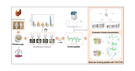 Identification Of Novel Umami Peptides In Chicken Breast Soup Through A