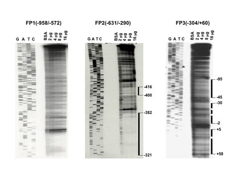 Dnase I Footprinting Analysis Of The Adcy4 5 Flanking Region Three Download Scientific Diagram